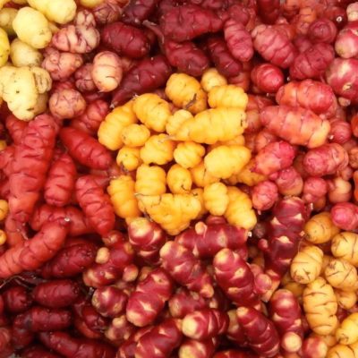 Oca (Oxalis tuberosa) – Cultivariable