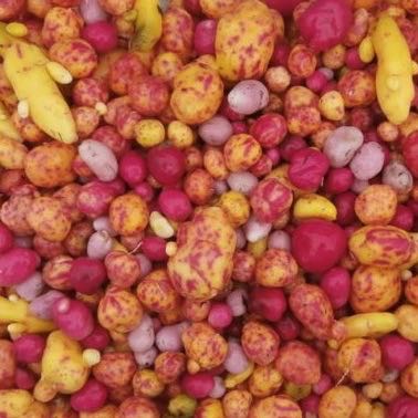 Ulluco (Ullucus tuberosus) - Tubers and Seeds - Cultivariable