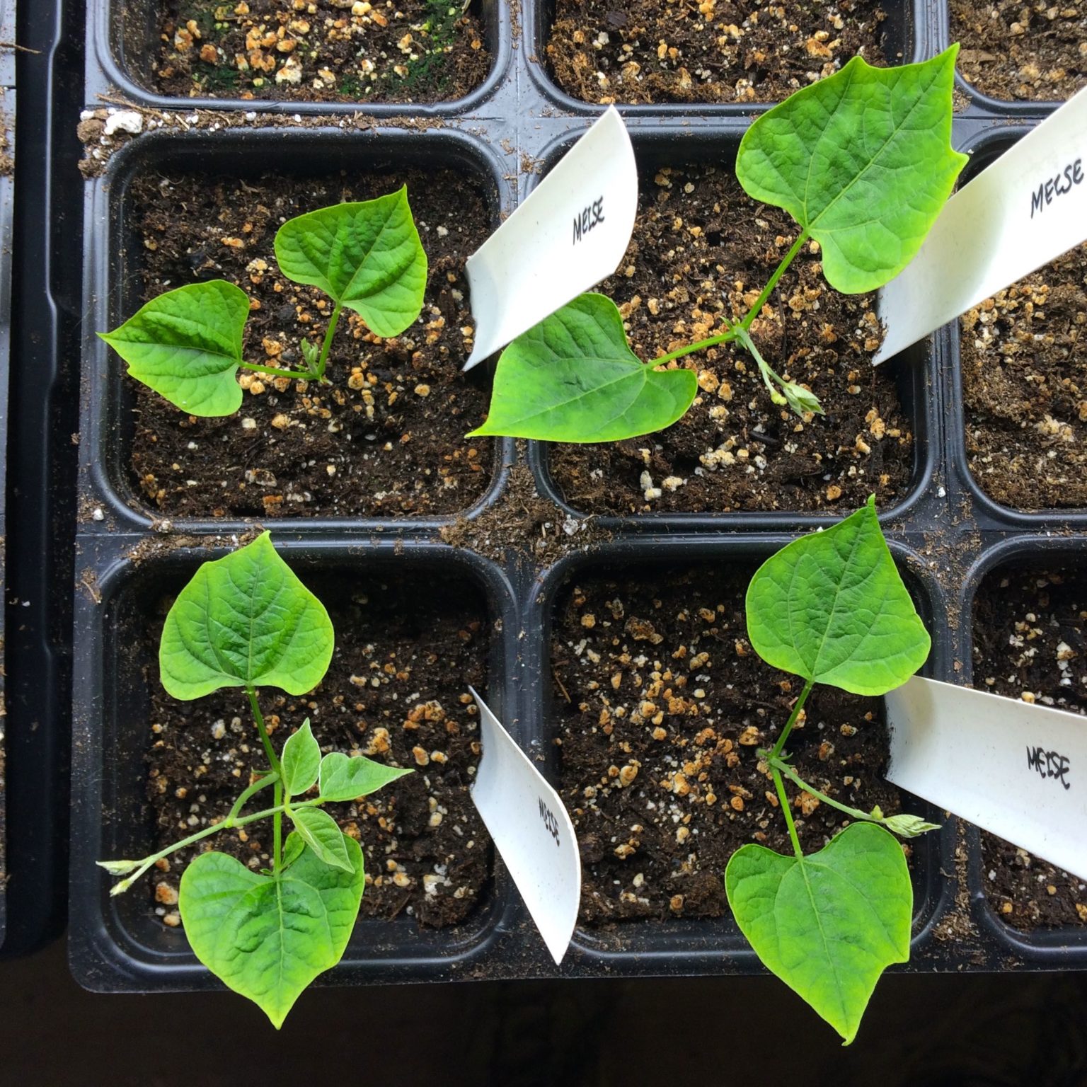 Ahipa (Pachyrhizus ahipa) – Cultivariable
