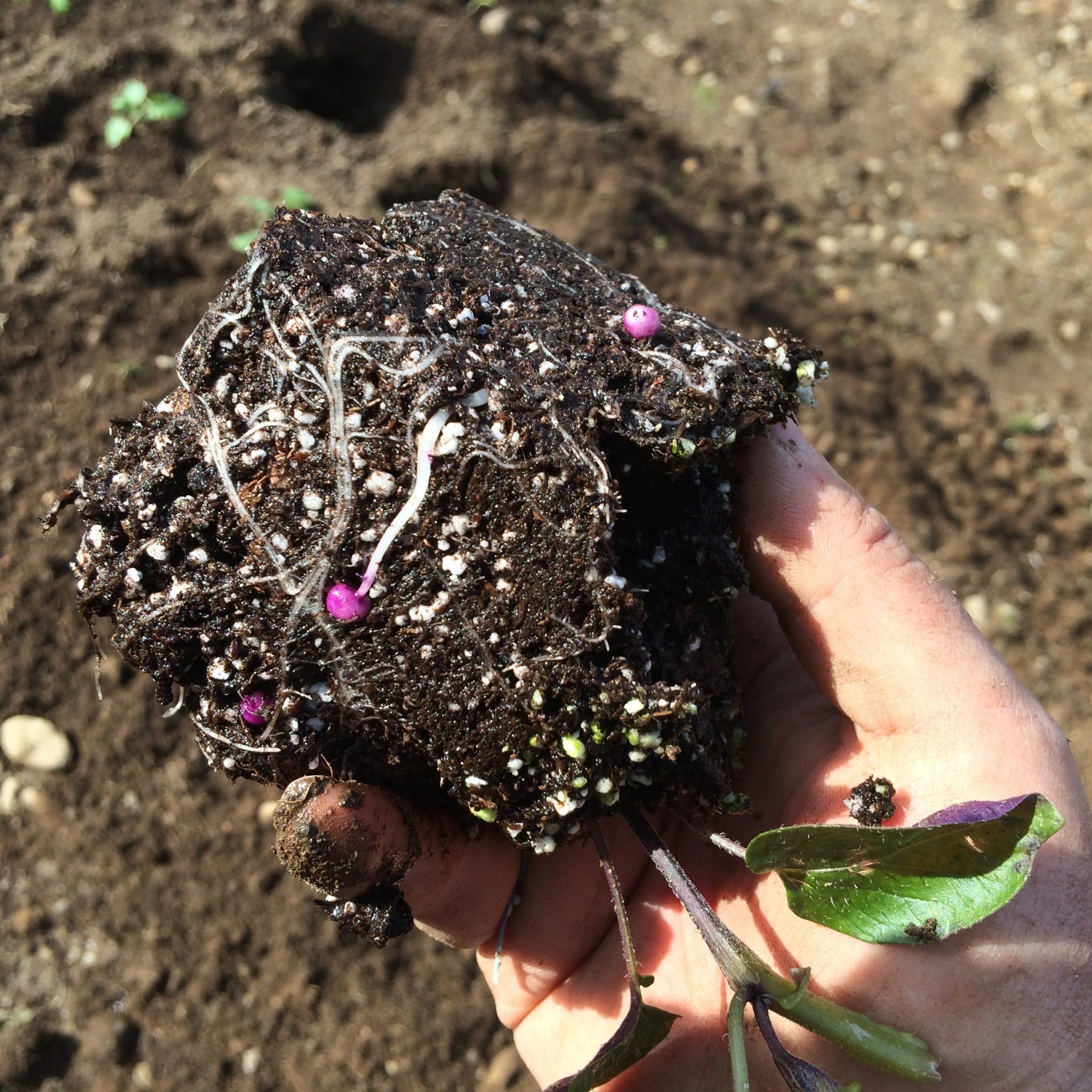 True Potato Seeds (TPS) – Cultivariable