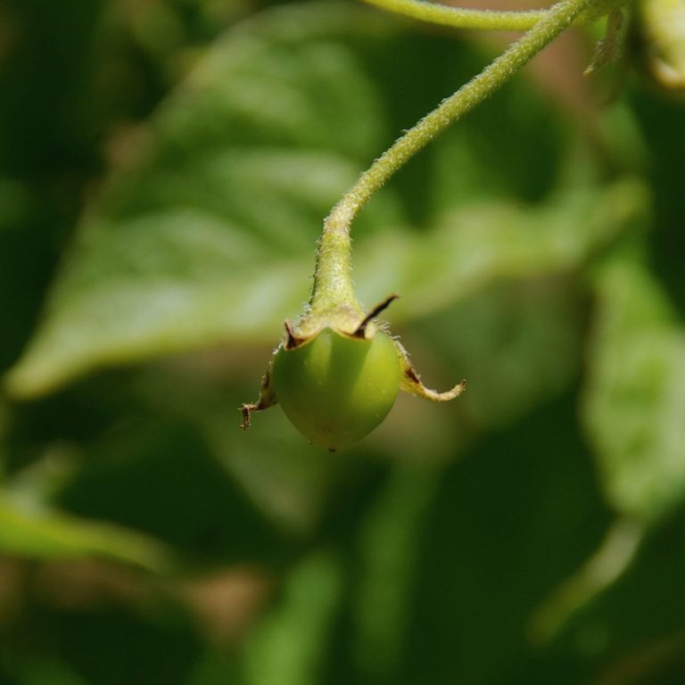 True Potato Seeds (TPS) – Cultivariable