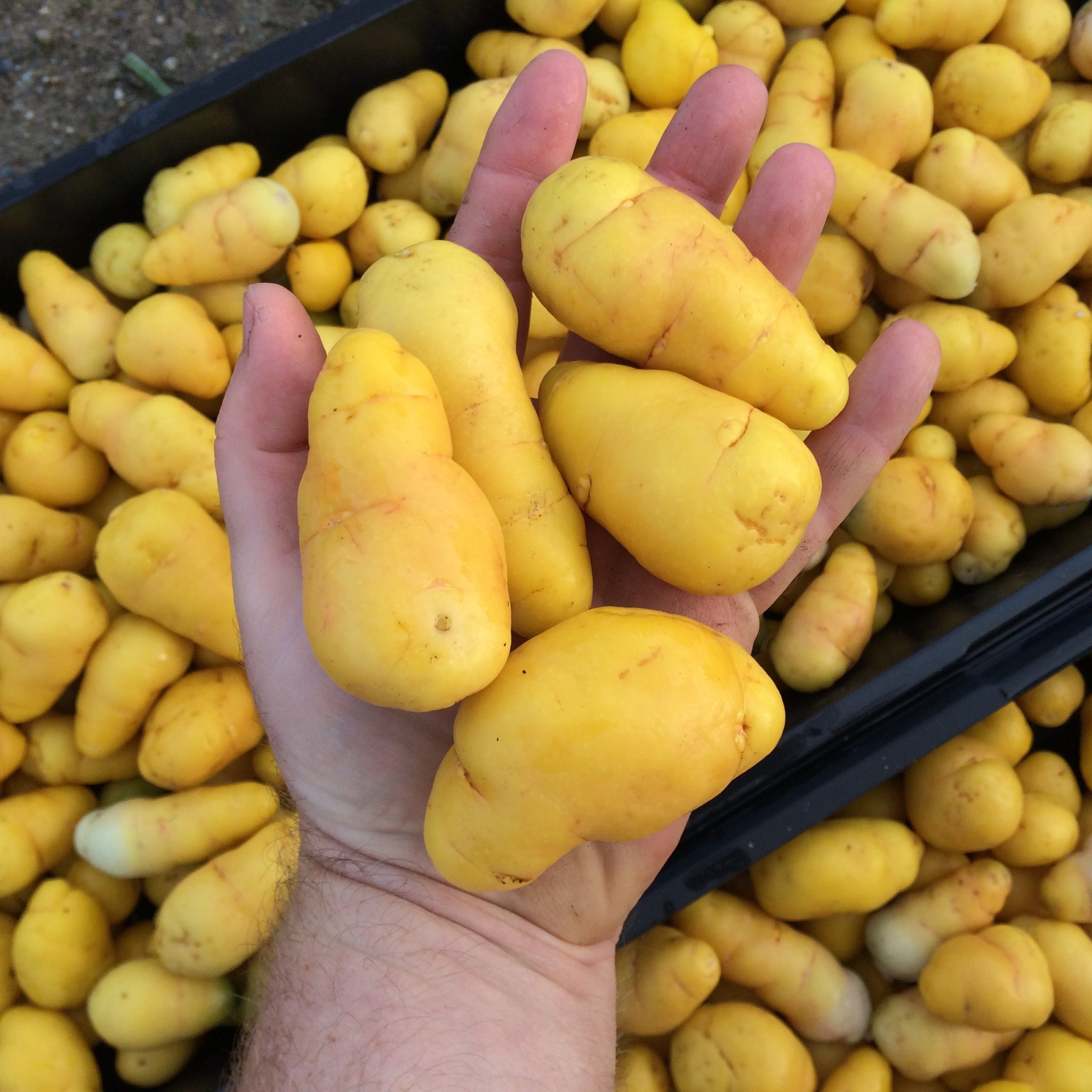 Ulluco Varieties – Cultivariable