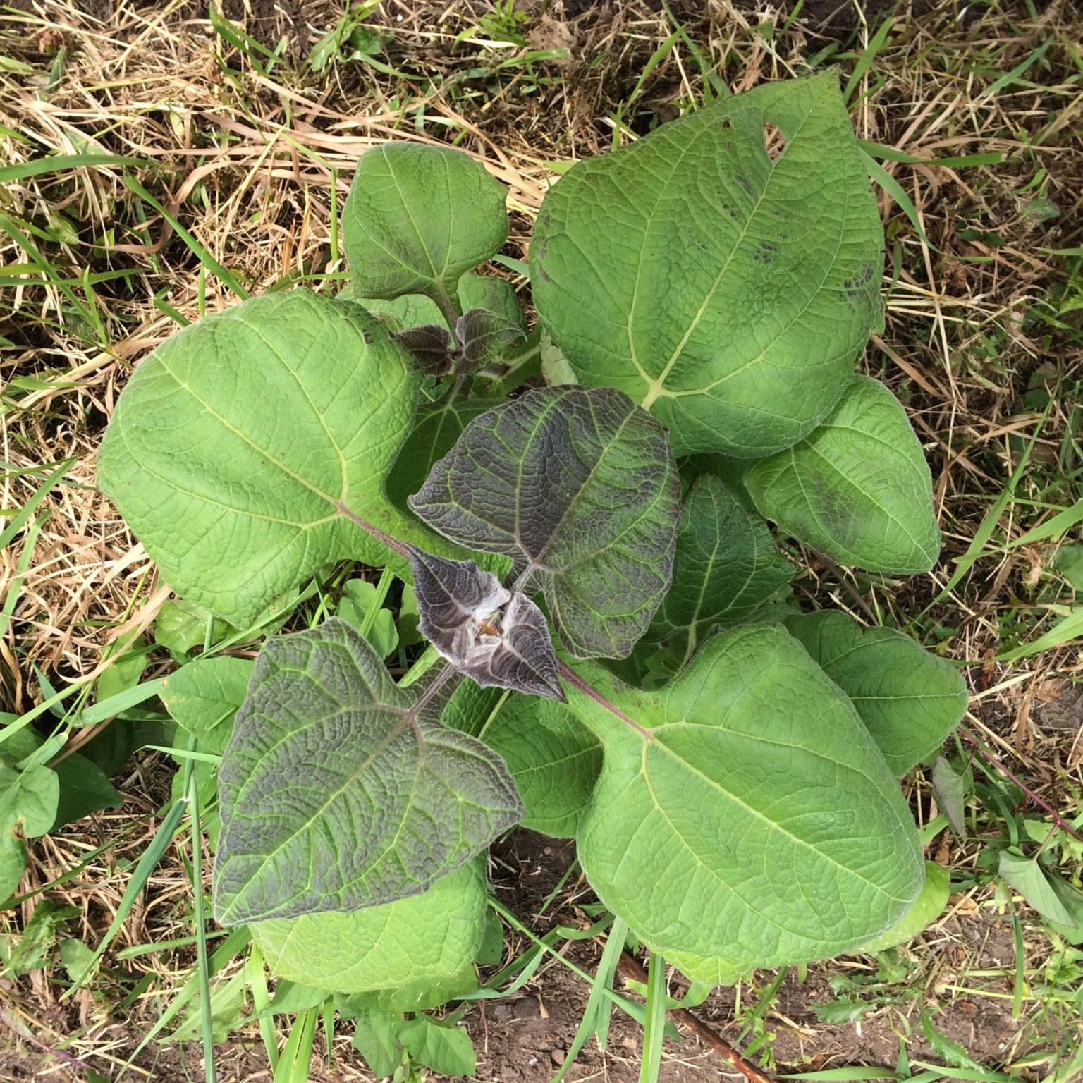 yacon (Smallanthus sonchifolius) – Cultivariable