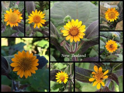 Yacon: Flower Diversity in Seedlings – Cultivariable