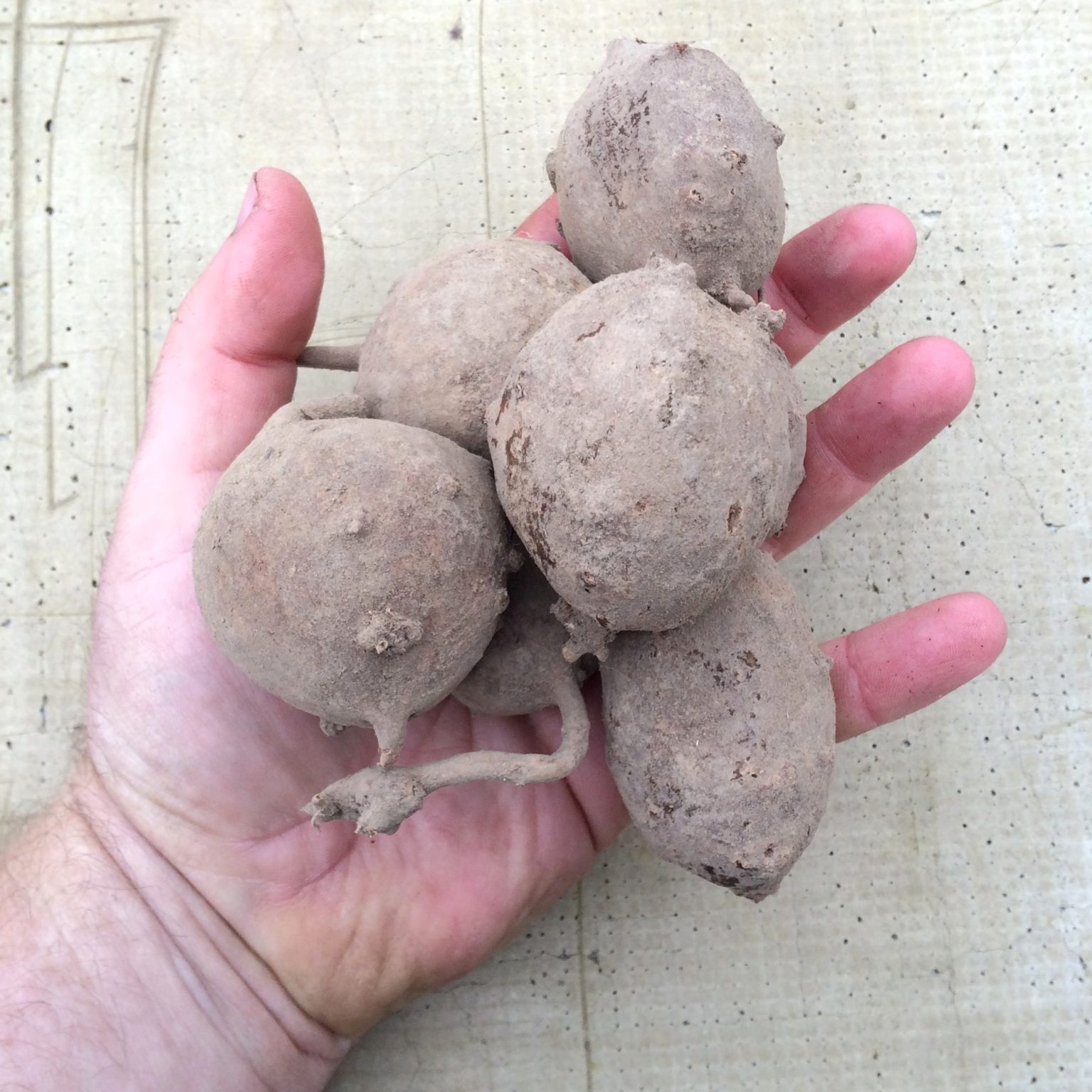 Groundnut (Apios americana) – Cultivariable