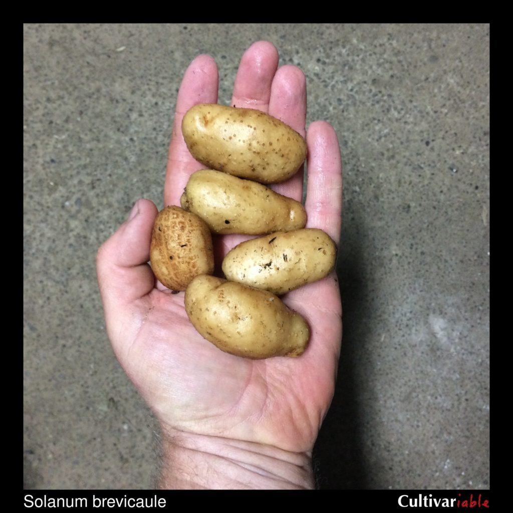 Wild Potatoes (Solanum section Petota) - The Cultivariable Growing Guide