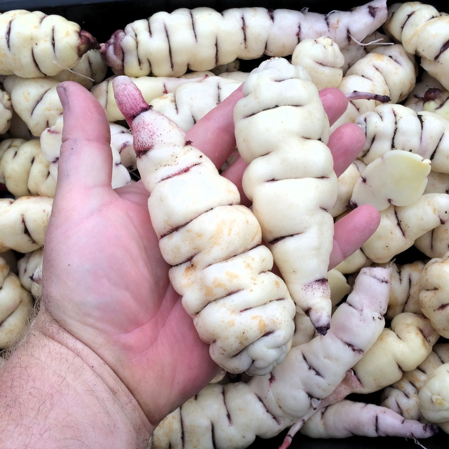 Mashua, Hoh – Cultivariable