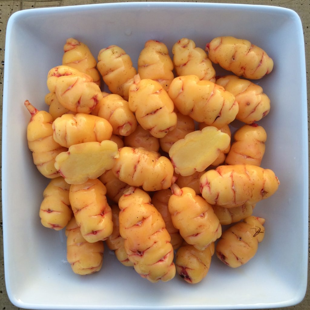 Oca, Manzana – Cultivariable