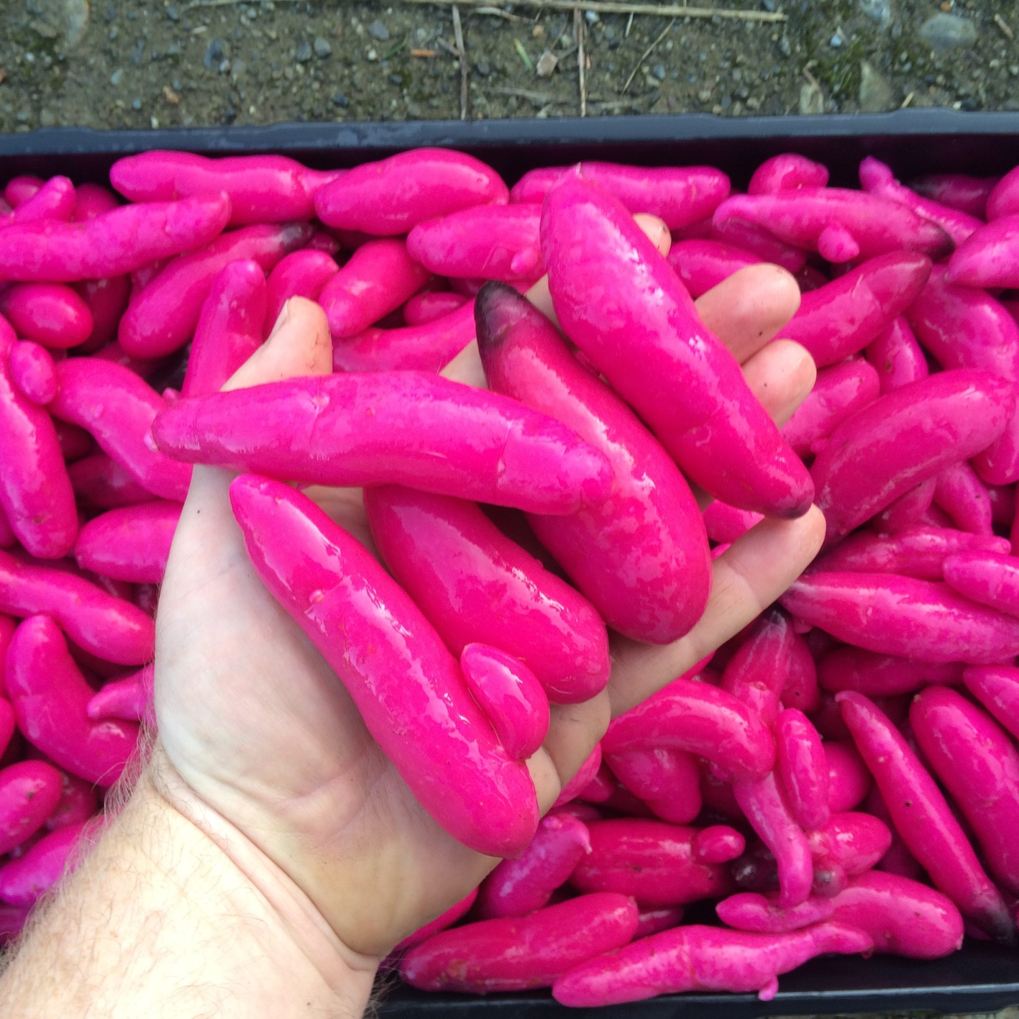 Ulluco, Queets – Cultivariable