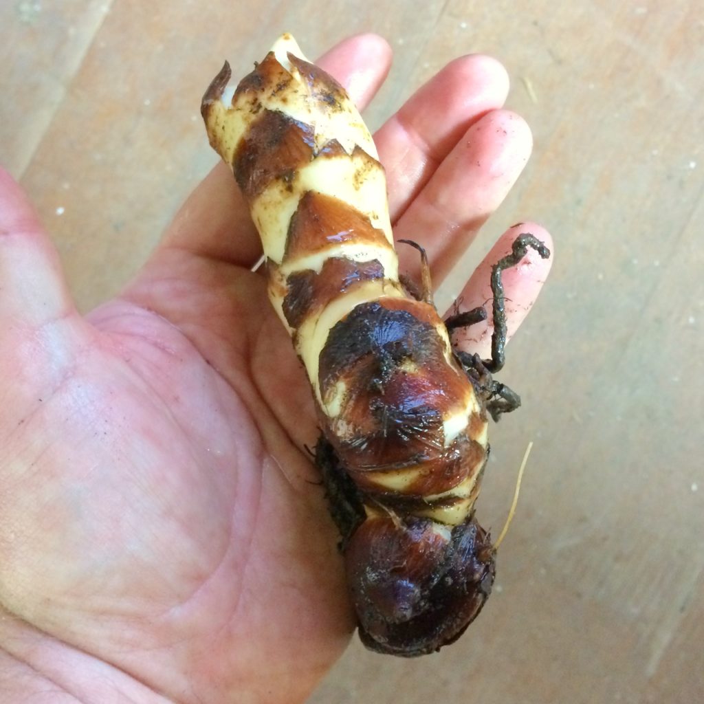 Achira (Canna edulis) – Cultivariable