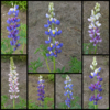Tarwi (Lupinus mutabilis) – Cultivariable