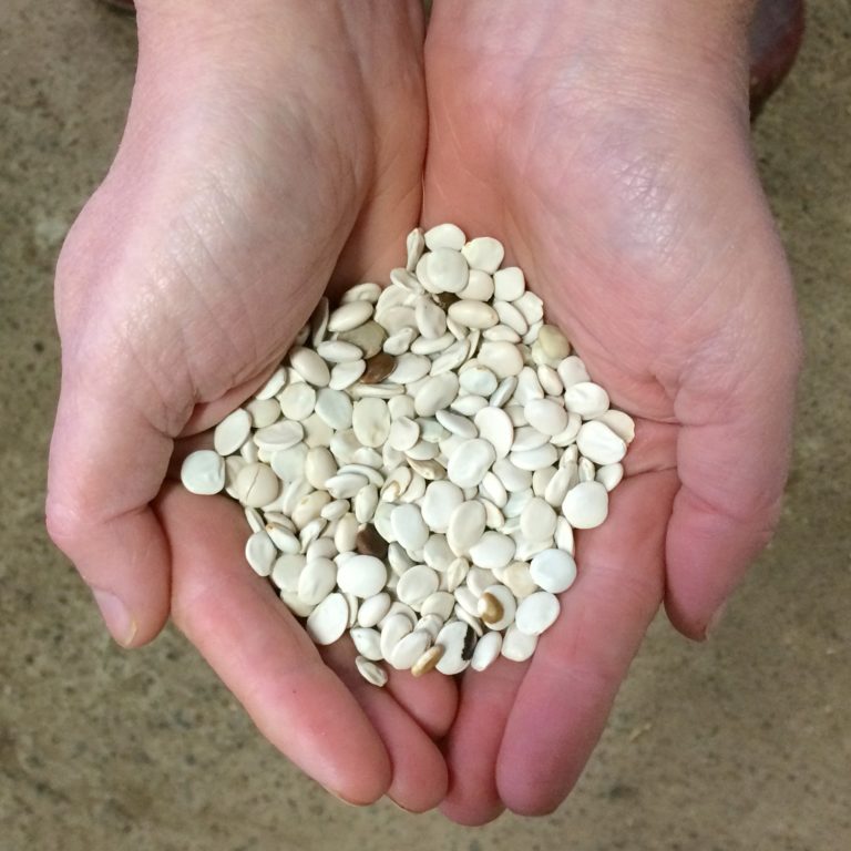 Tarwi (Lupinus mutabilis) – Cultivariable