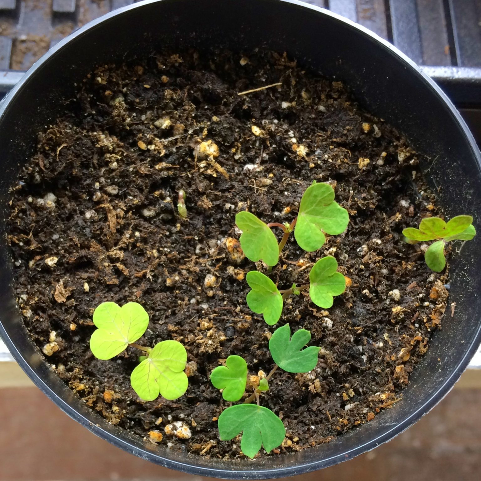Mashua: Seed Maturity and Germination – Cultivariable