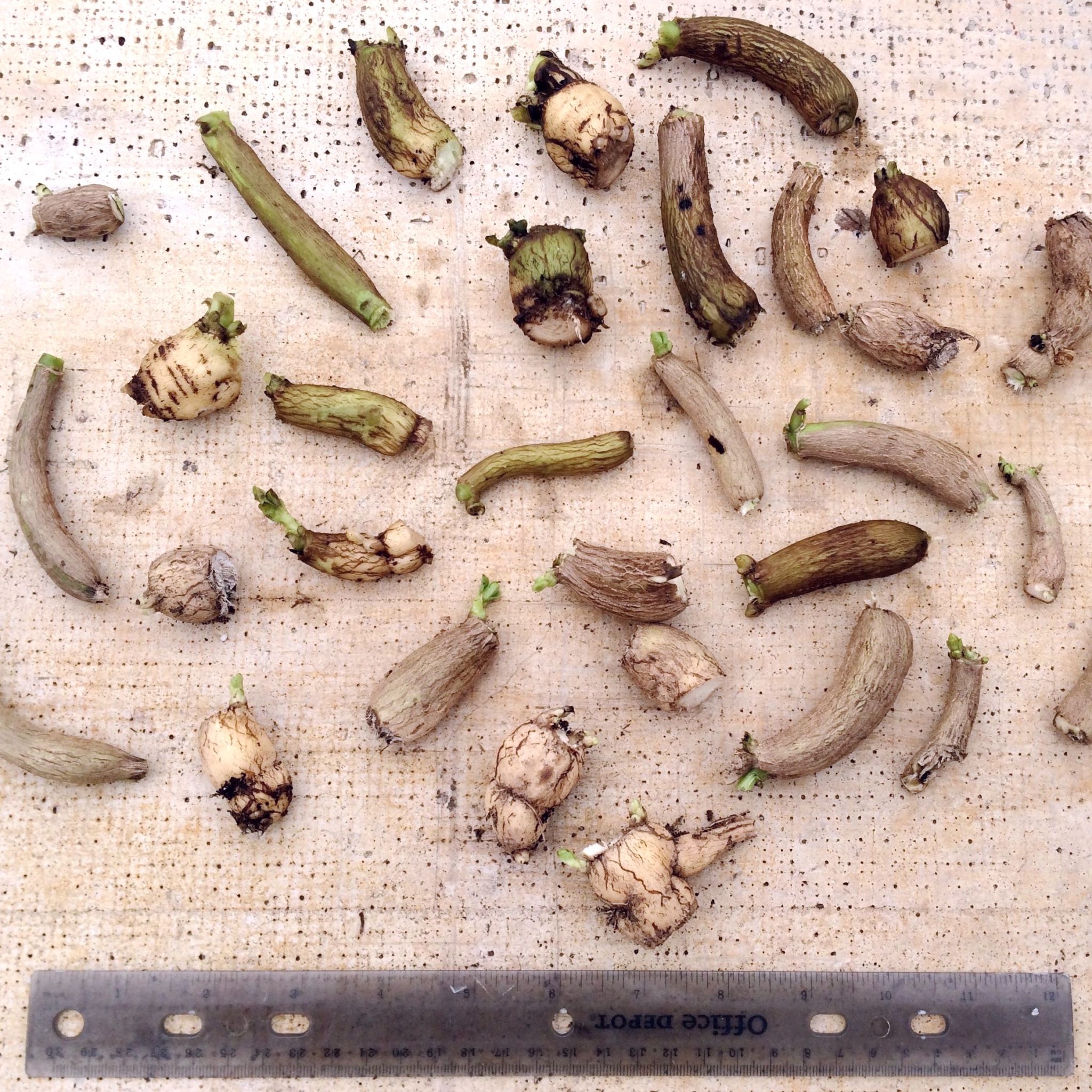 Mauka, Blanco - Cultivariable