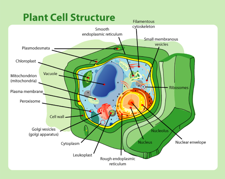 Potato Cytoplasm Types – Cultivariable