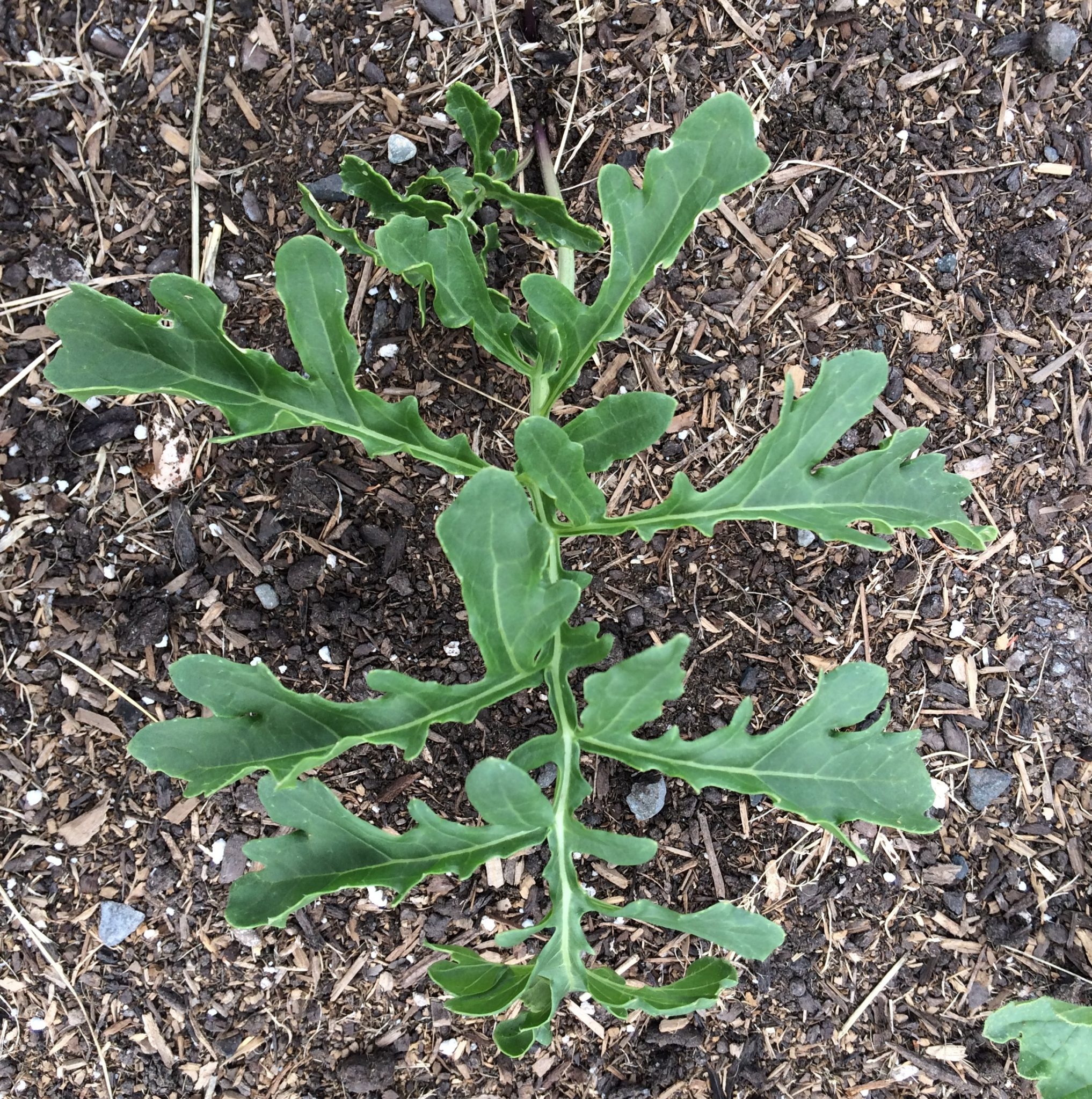 Tatar Bread Plant: Seedling Variation – Cultivariable
