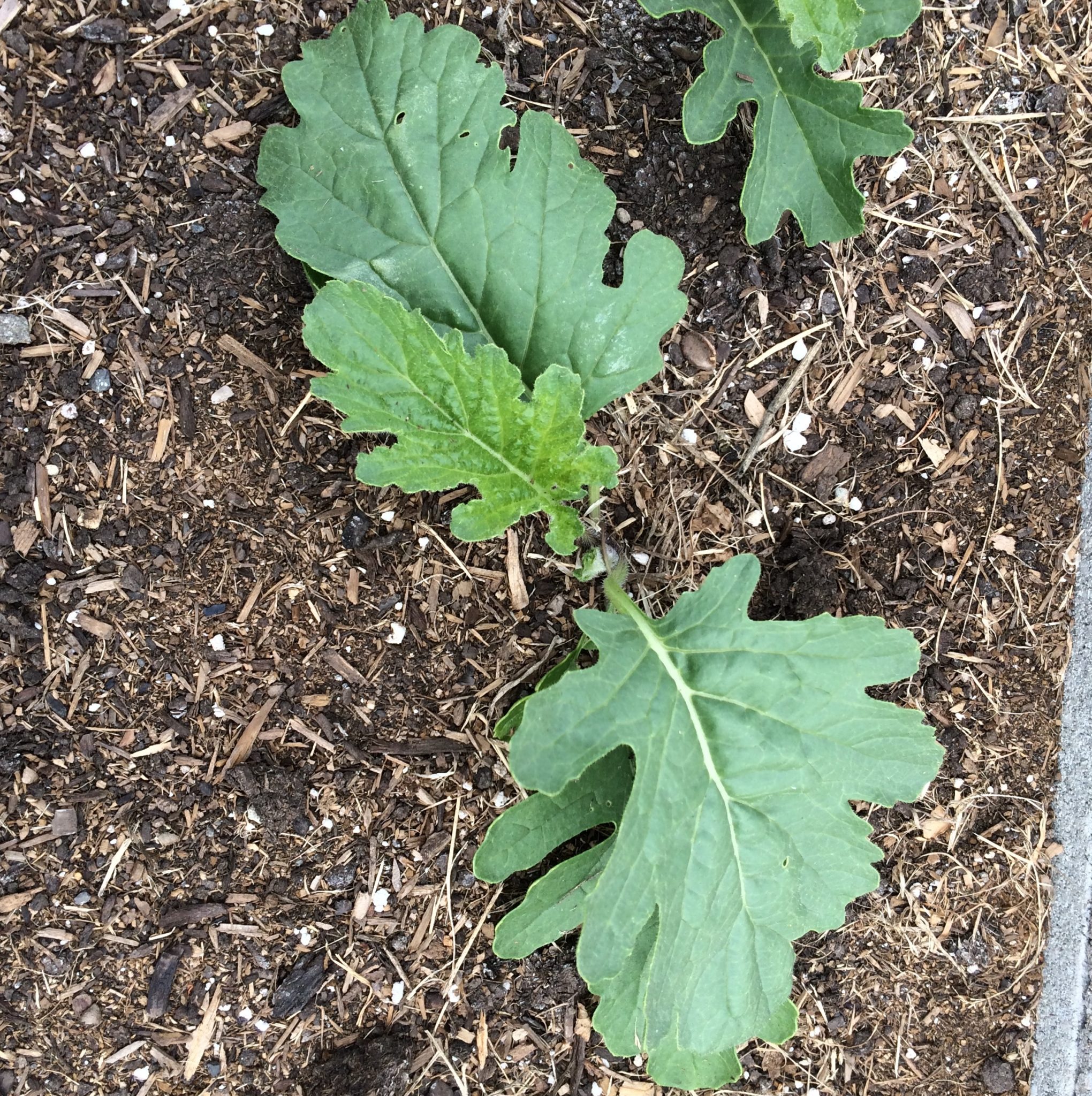 Tartar Bread Plant – Cultivariable