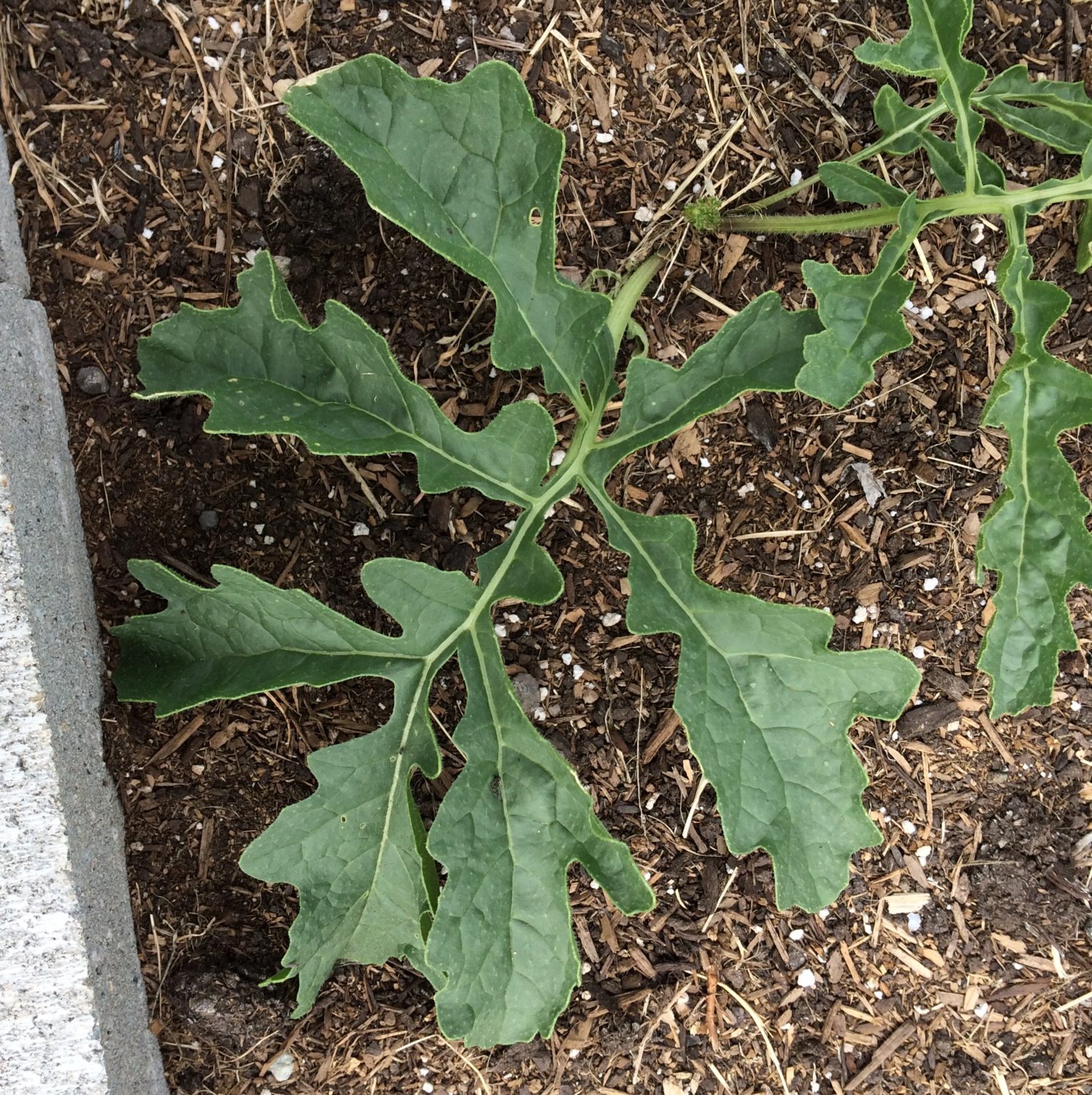 Tatar Bread Plant: Seedling Variation – Cultivariable