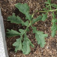 Tatar Bread Plant: Seedling Variation – Cultivariable