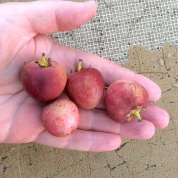 Potato: What You Should Know About Potato Fruits - Cultivariable