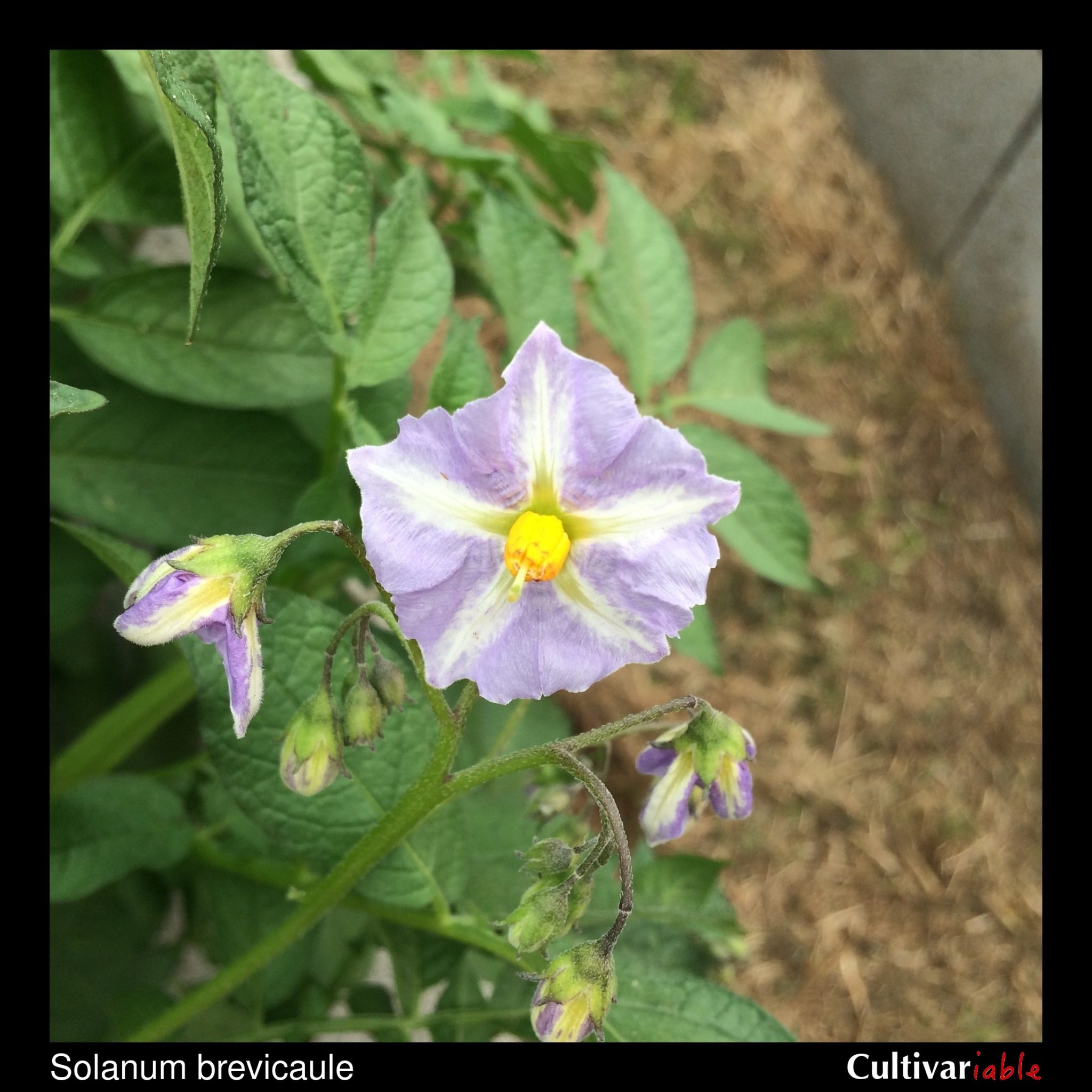 Solanum brevicaule – Cultivariable