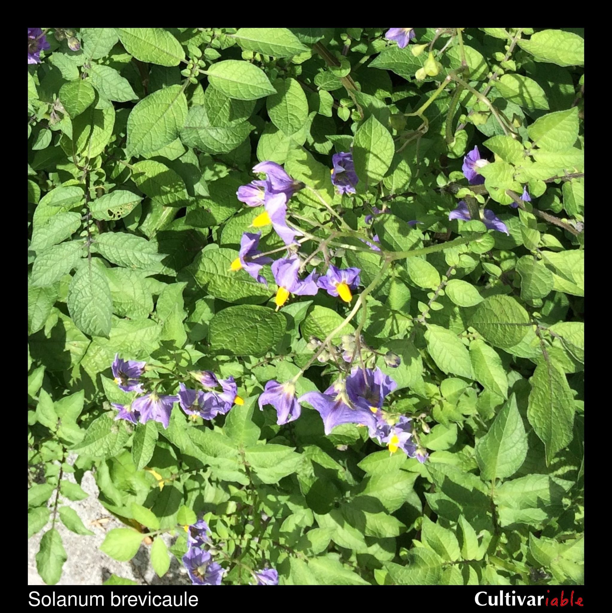 Solanum brevicaule – Cultivariable