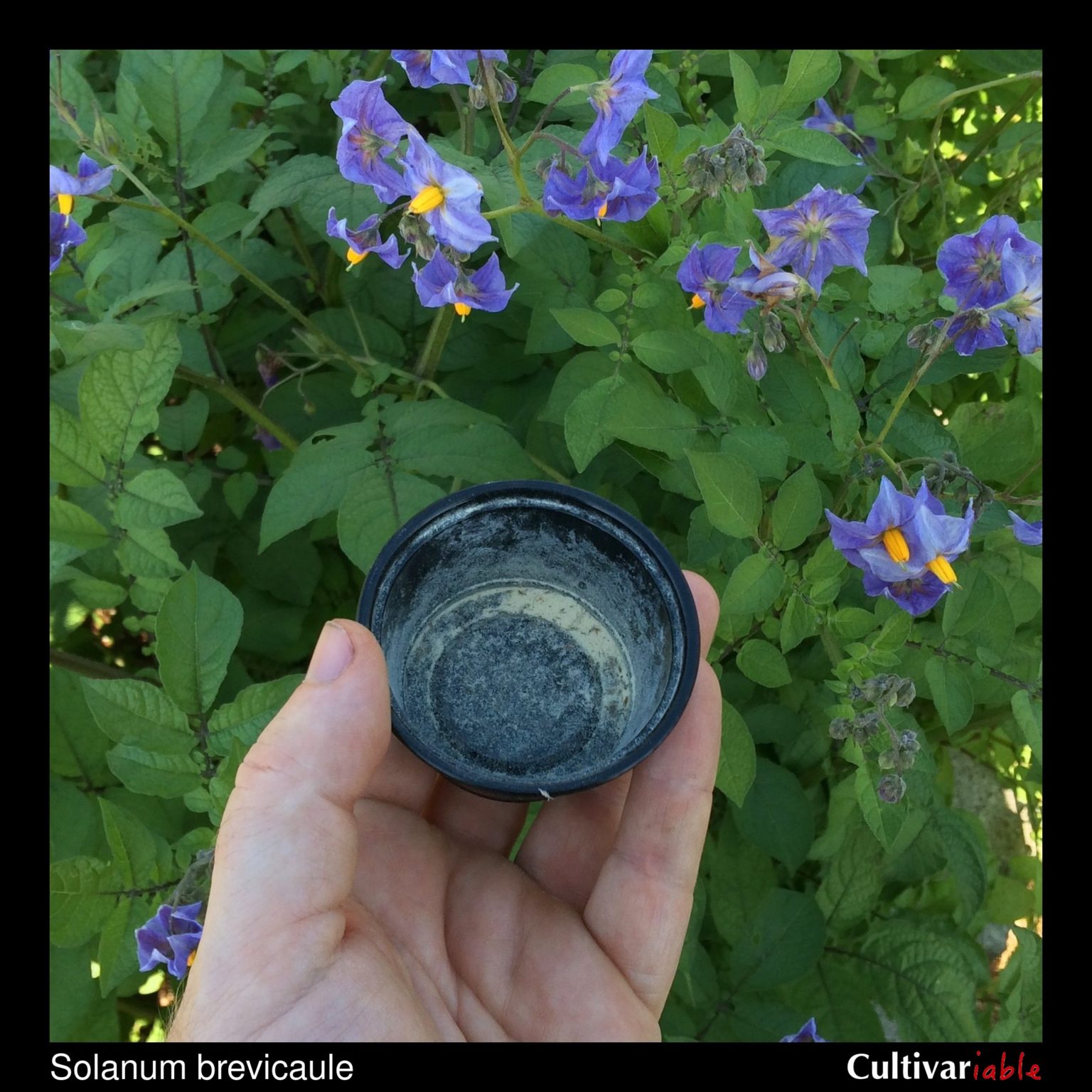 Solanum brevicaule – Cultivariable