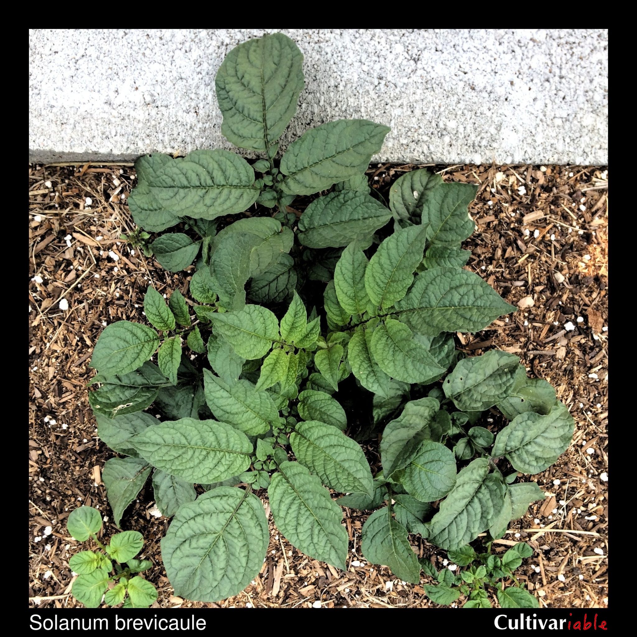 Solanum brevicaule – Cultivariable