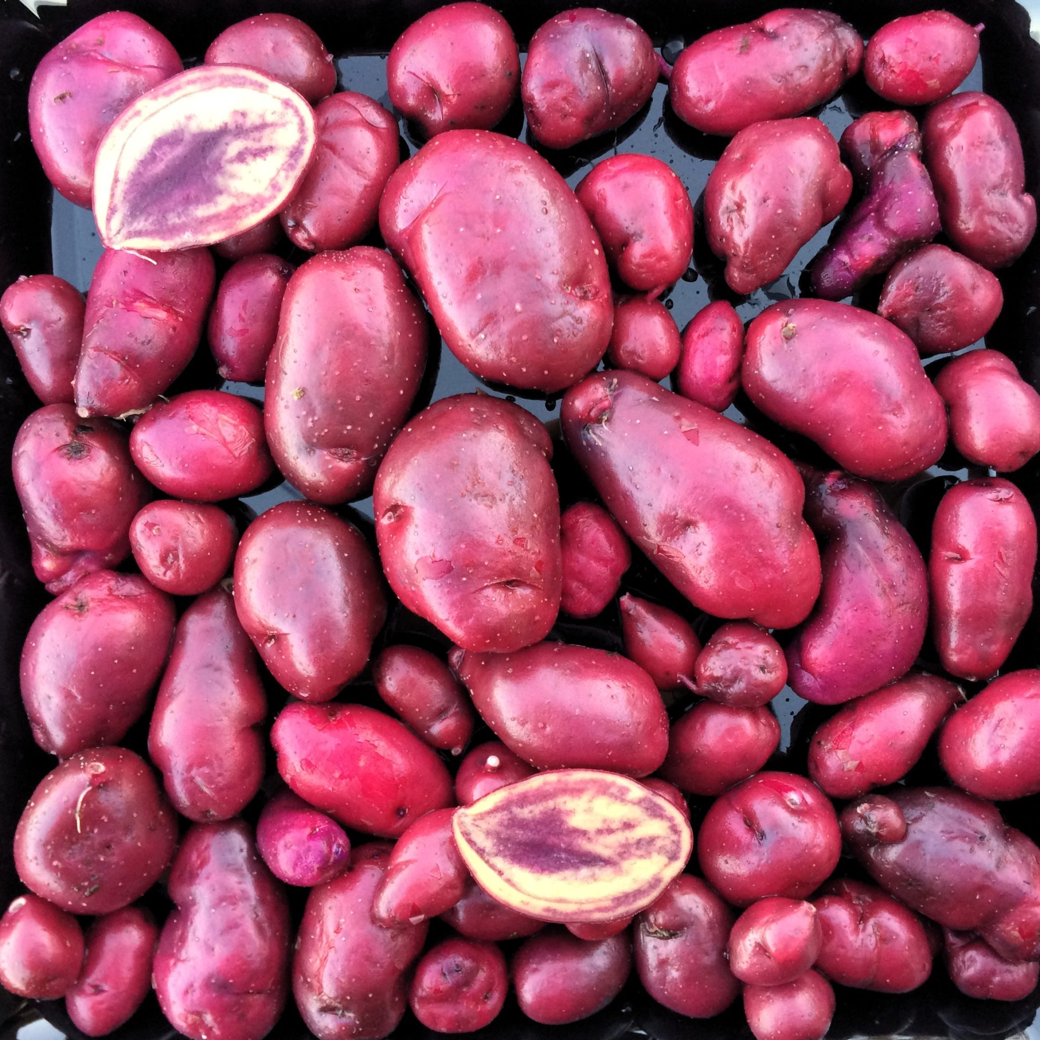Andean Potatoes (Solanum tuberosum group andigenum) – Cultivariable