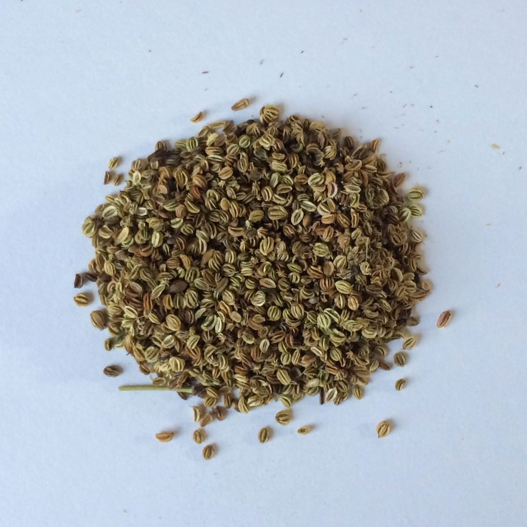 Water Parsnip, 50 Seeds – Cultivariable