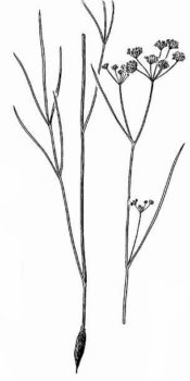 Yampah (Perideridia spp.) – Cultivariable