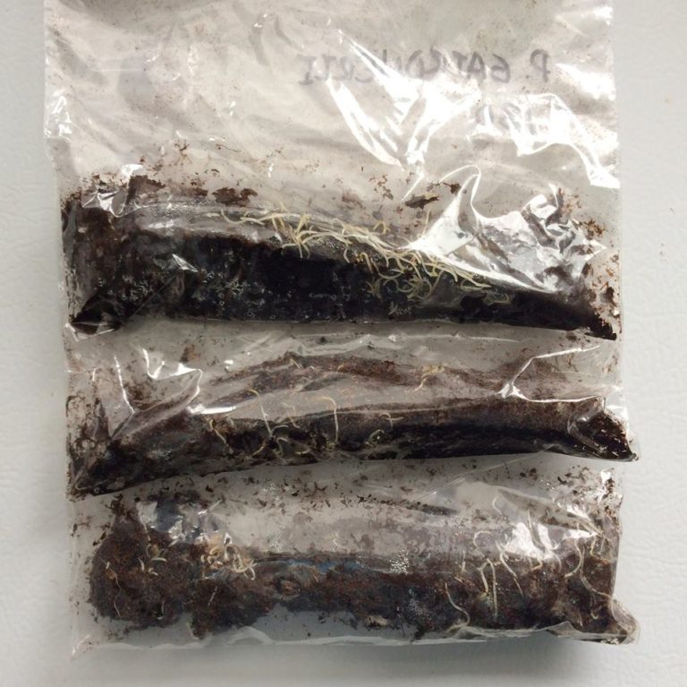 Yampah (Perideridia spp.) – Cultivariable