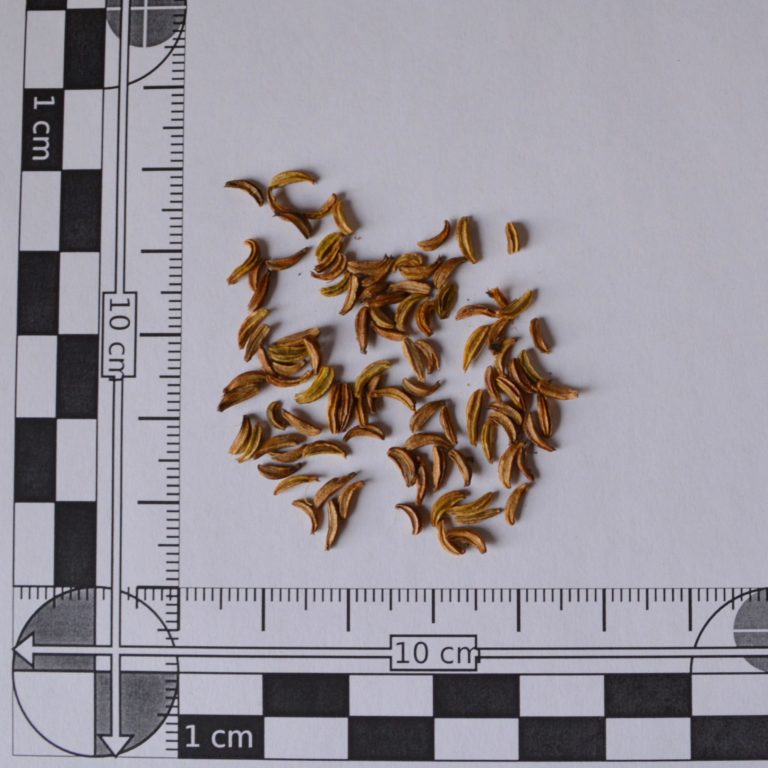 Arracacha (Aracacia xanthorrhiza) – Cultivariable