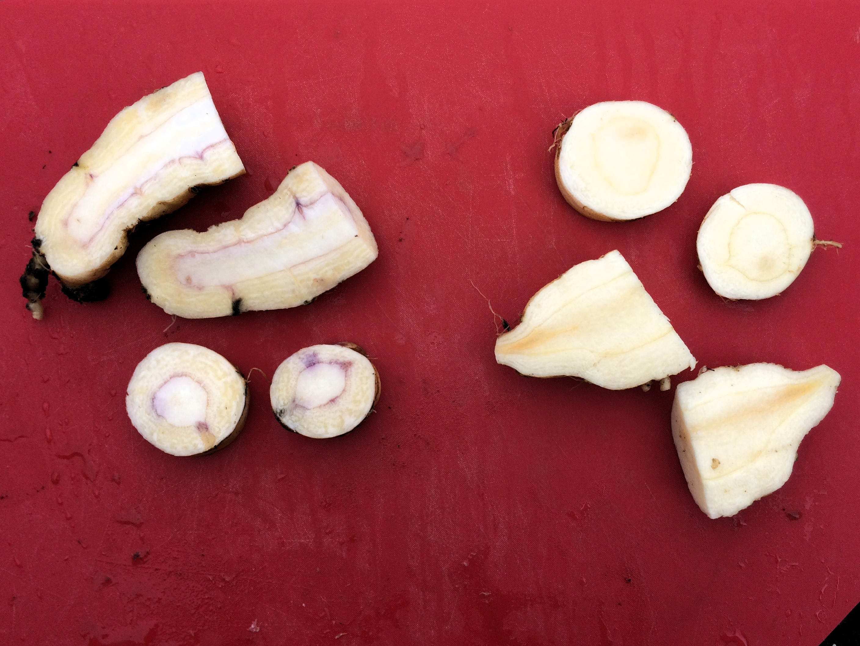 Arracacha (Aracacia xanthorrhiza) - The Cultivariable Growing Guide