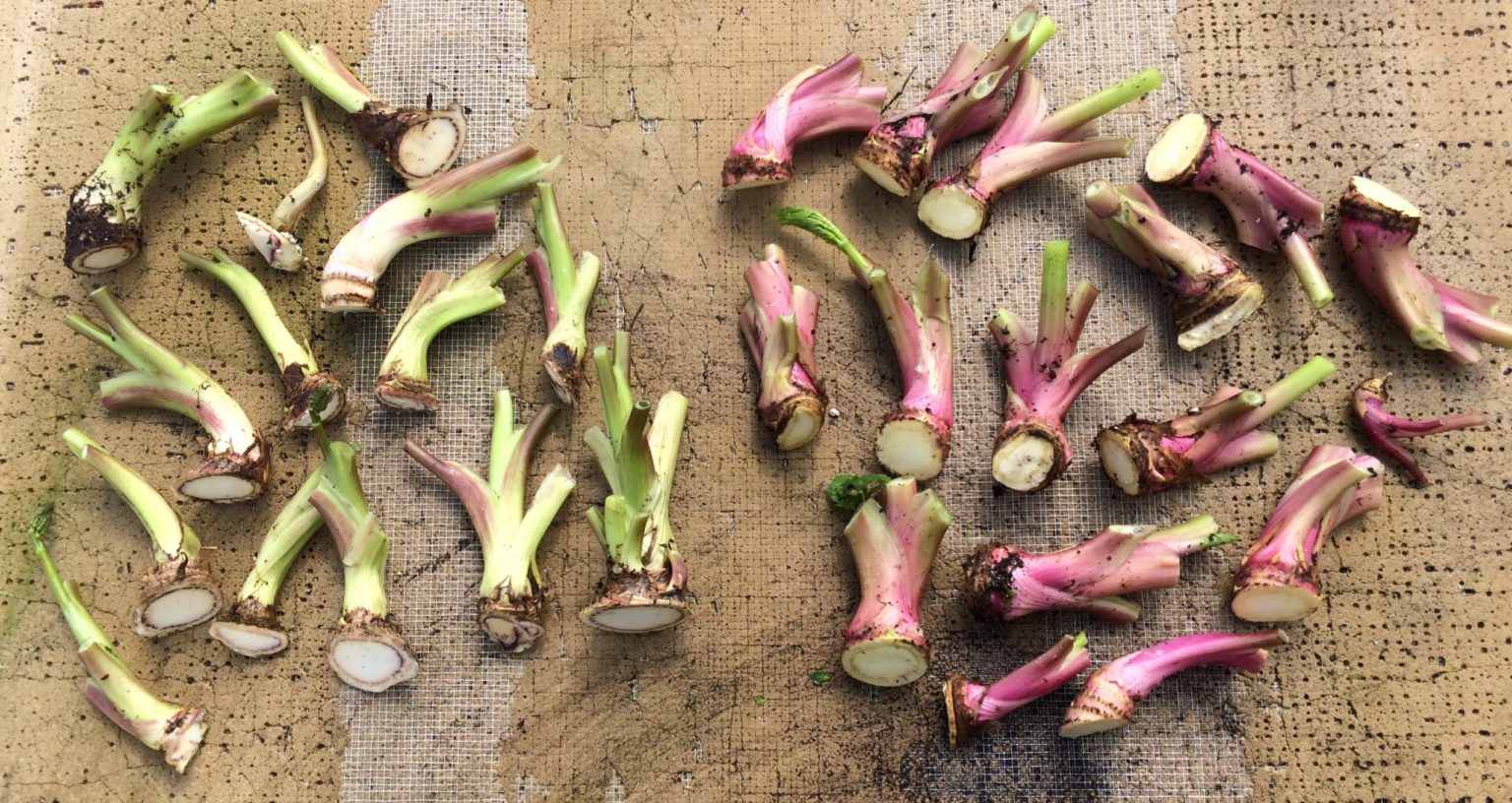 Arracacha (Aracacia xanthorrhiza) – Cultivariable