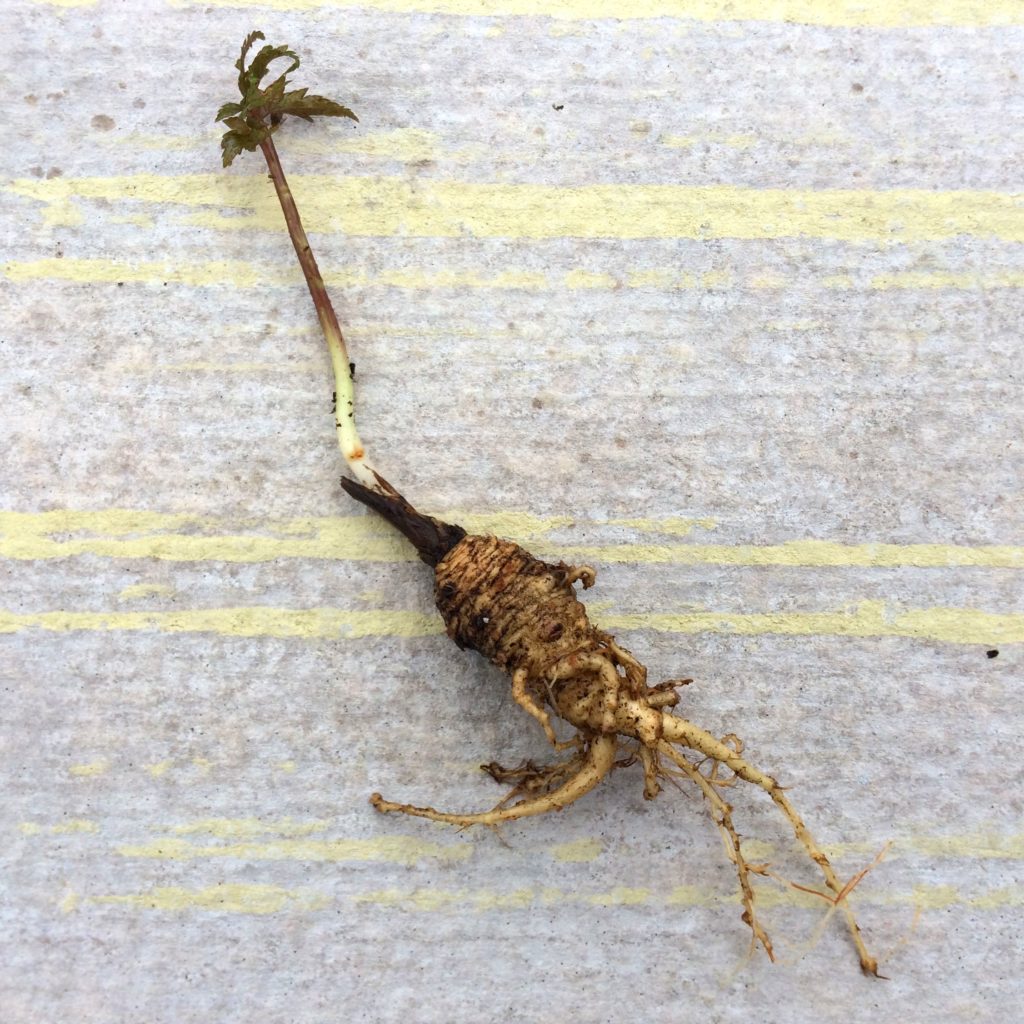 Arracacha (Aracacia xanthorrhiza) – Cultivariable