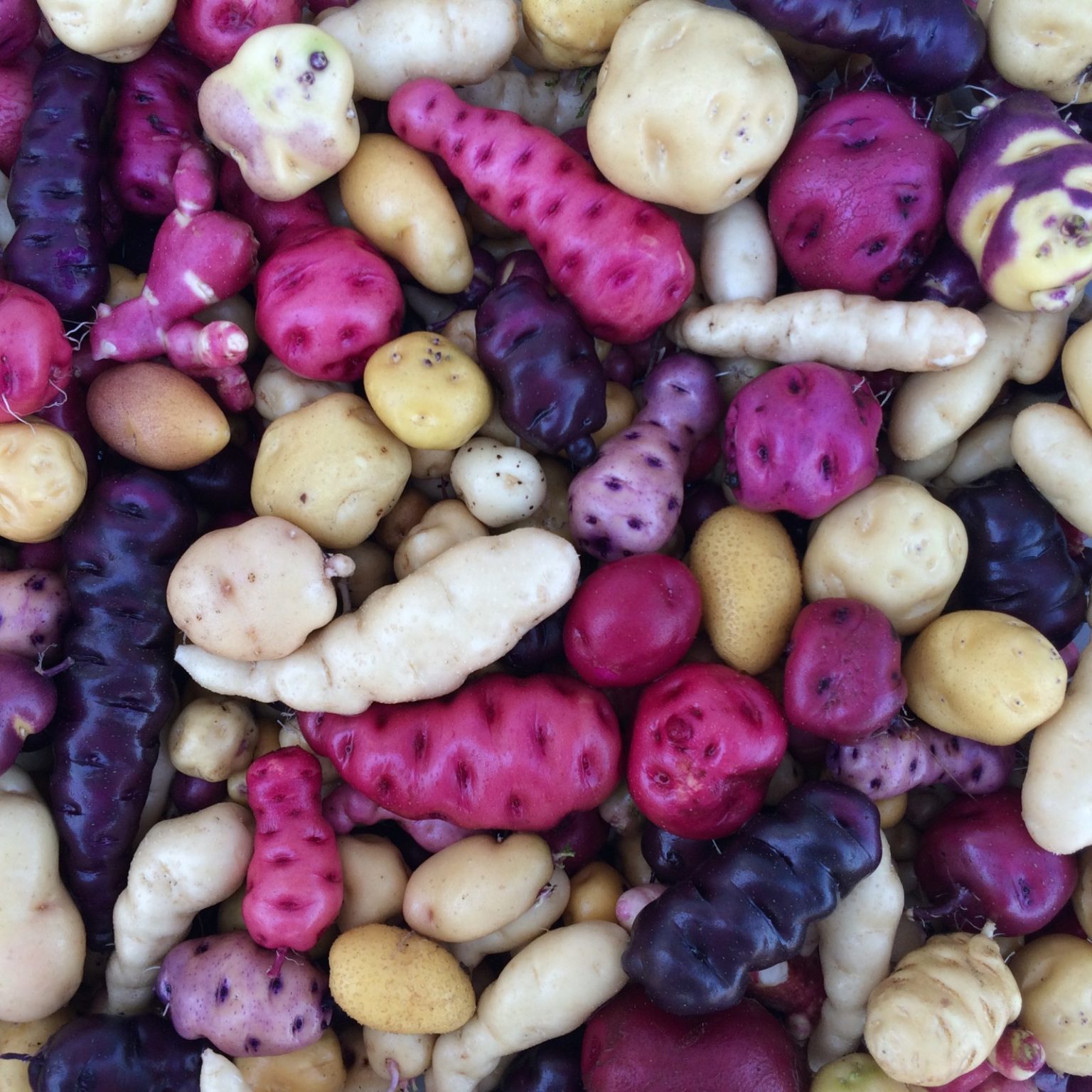 Andean Potatoes (Solanum tuberosum group andigenum) – Cultivariable