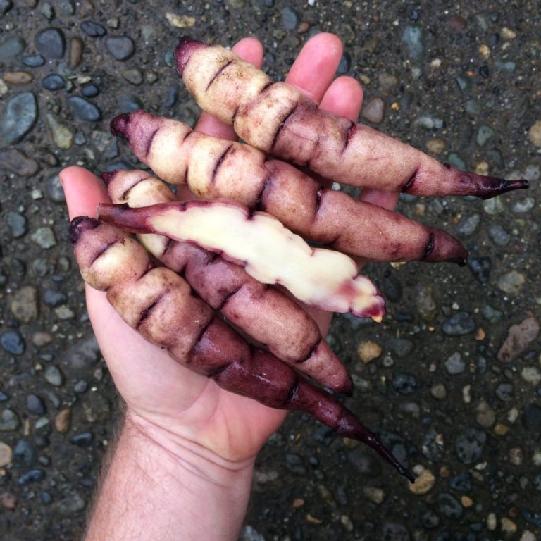 Mashua Varieties - Cultivariable