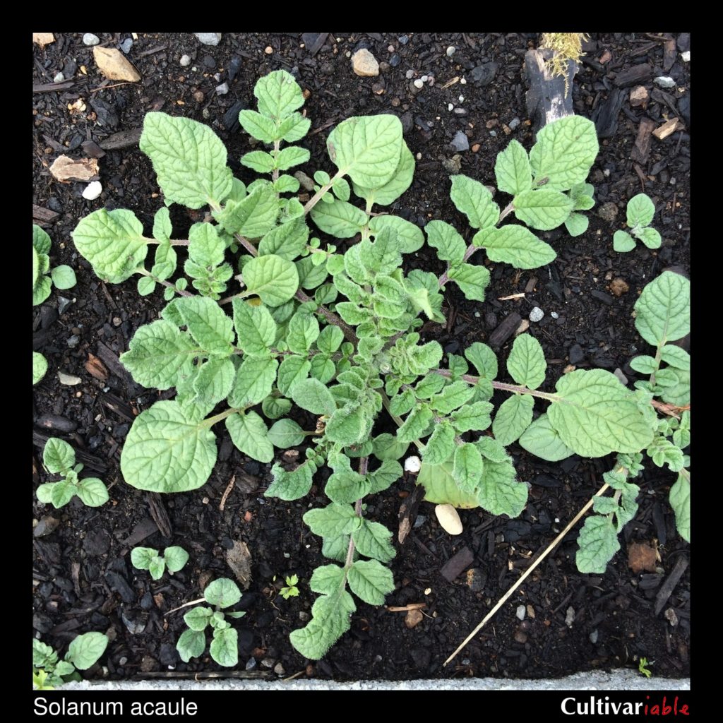 Solanum acaule – Cultivariable