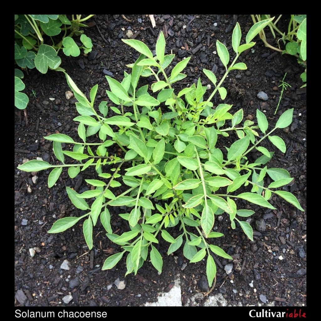Solanum chacoense – Cultivariable