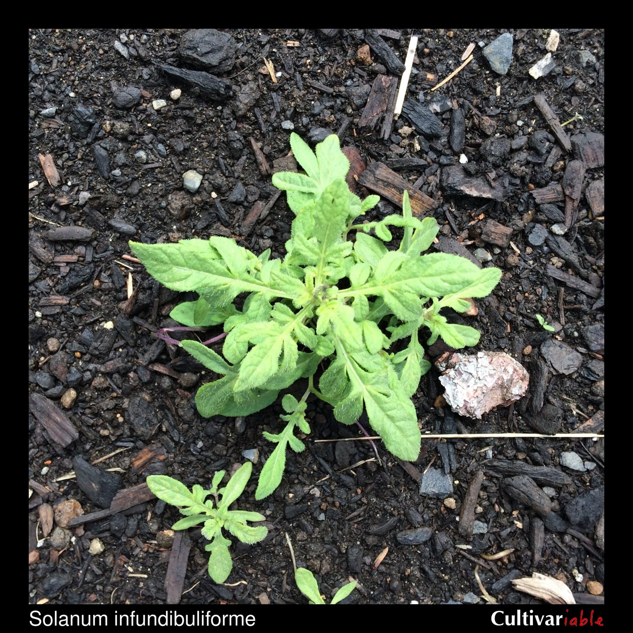 Solanum infundibuliforme – Cultivariable