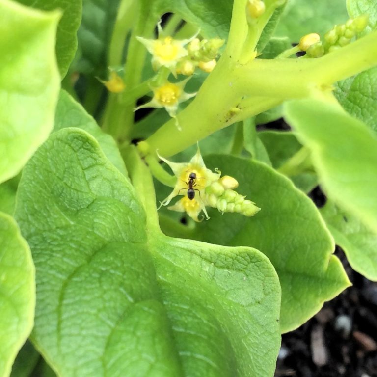 Ulluco (Ullucus tuberosus) - The Cultivariable Growing Guide