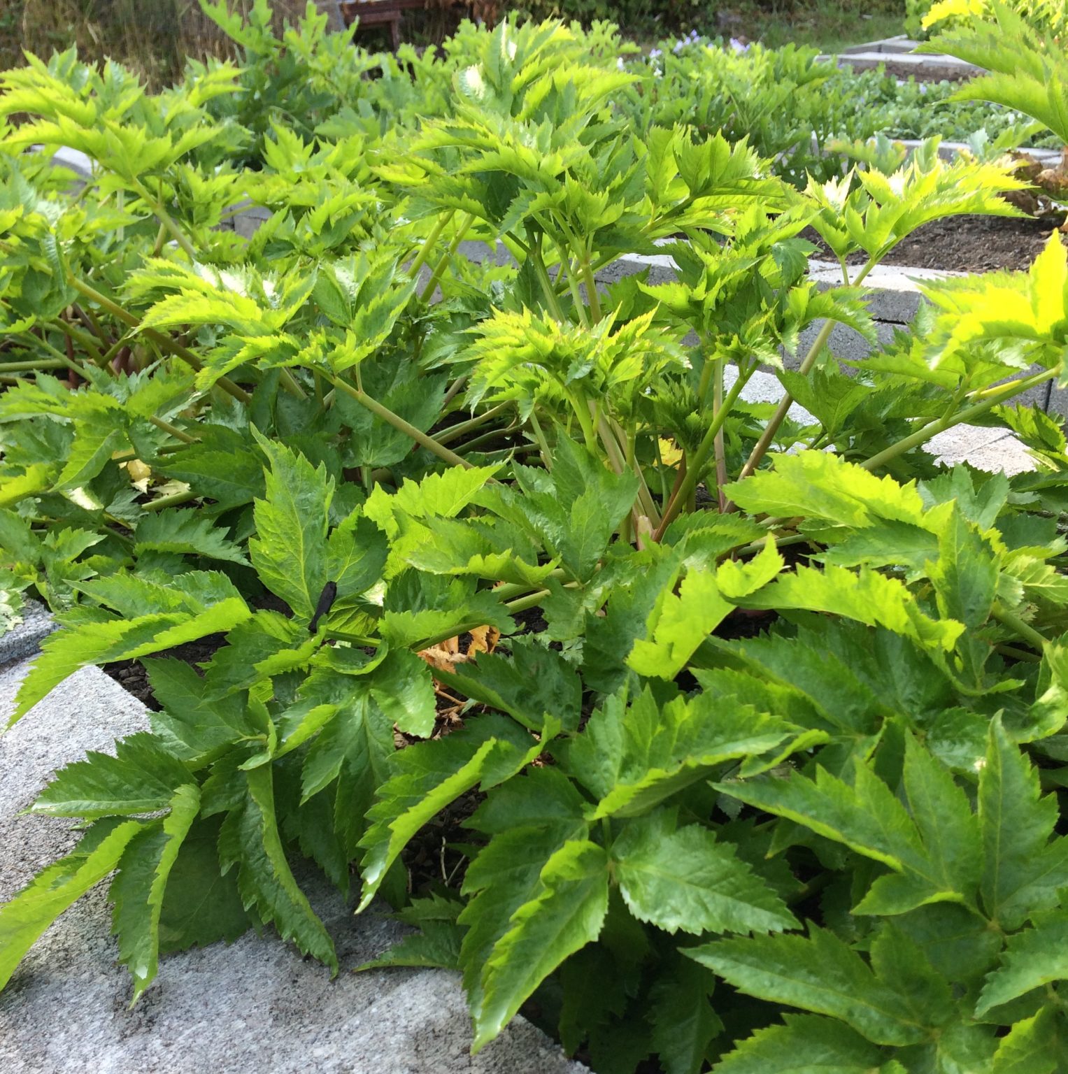 Arracacha (Aracacia xanthorrhiza) – Cultivariable