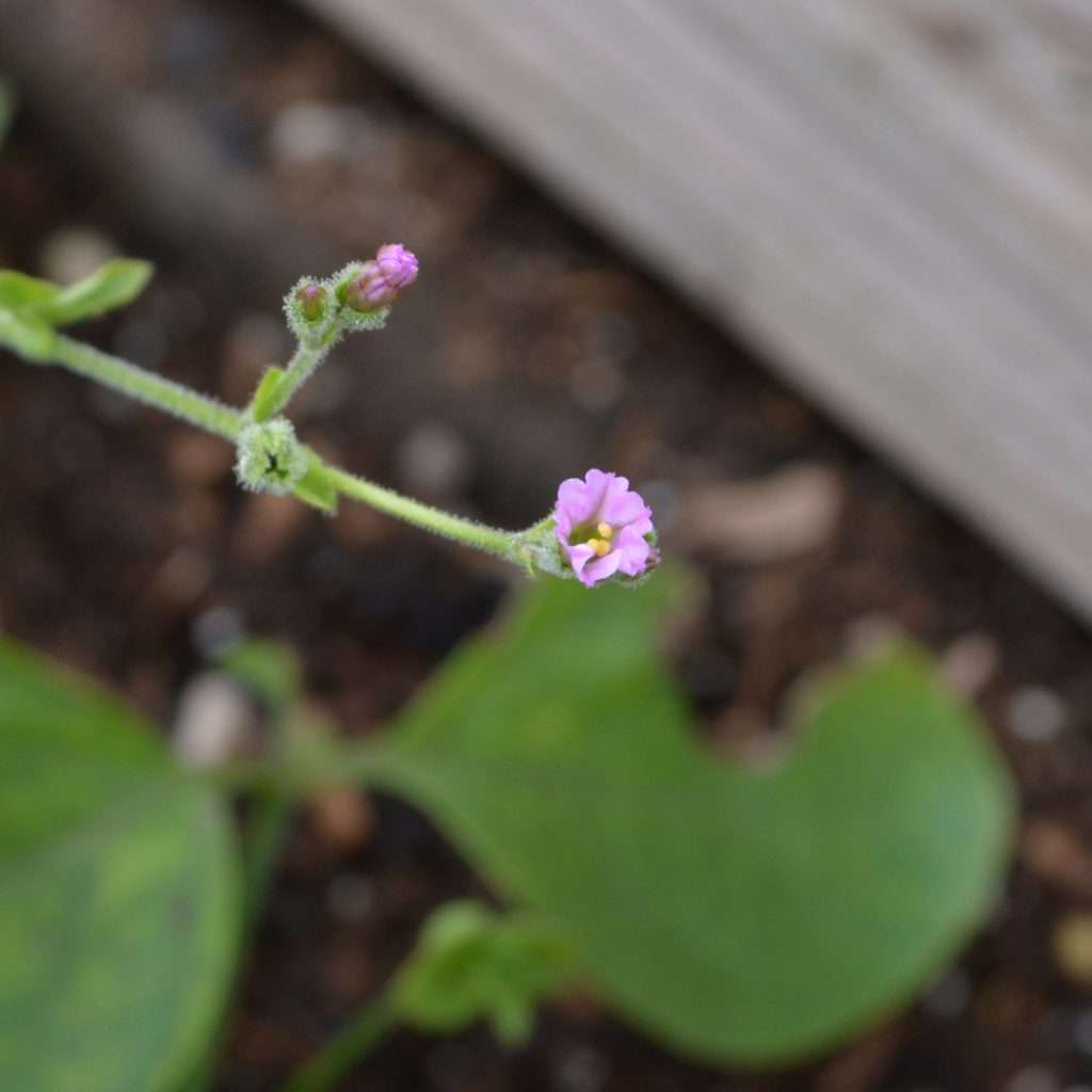 Mauka (Mirabilis expansa) - The Cultivariable Growing Guide