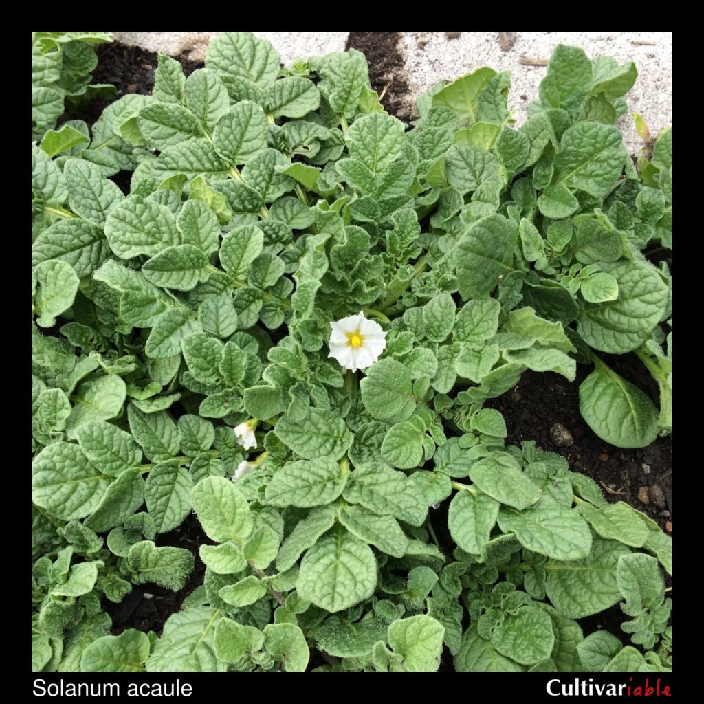 Solanum acaule - How to Grow Wild Potatoes - Cultivariable