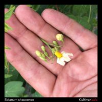Solanum chacoense – Cultivariable