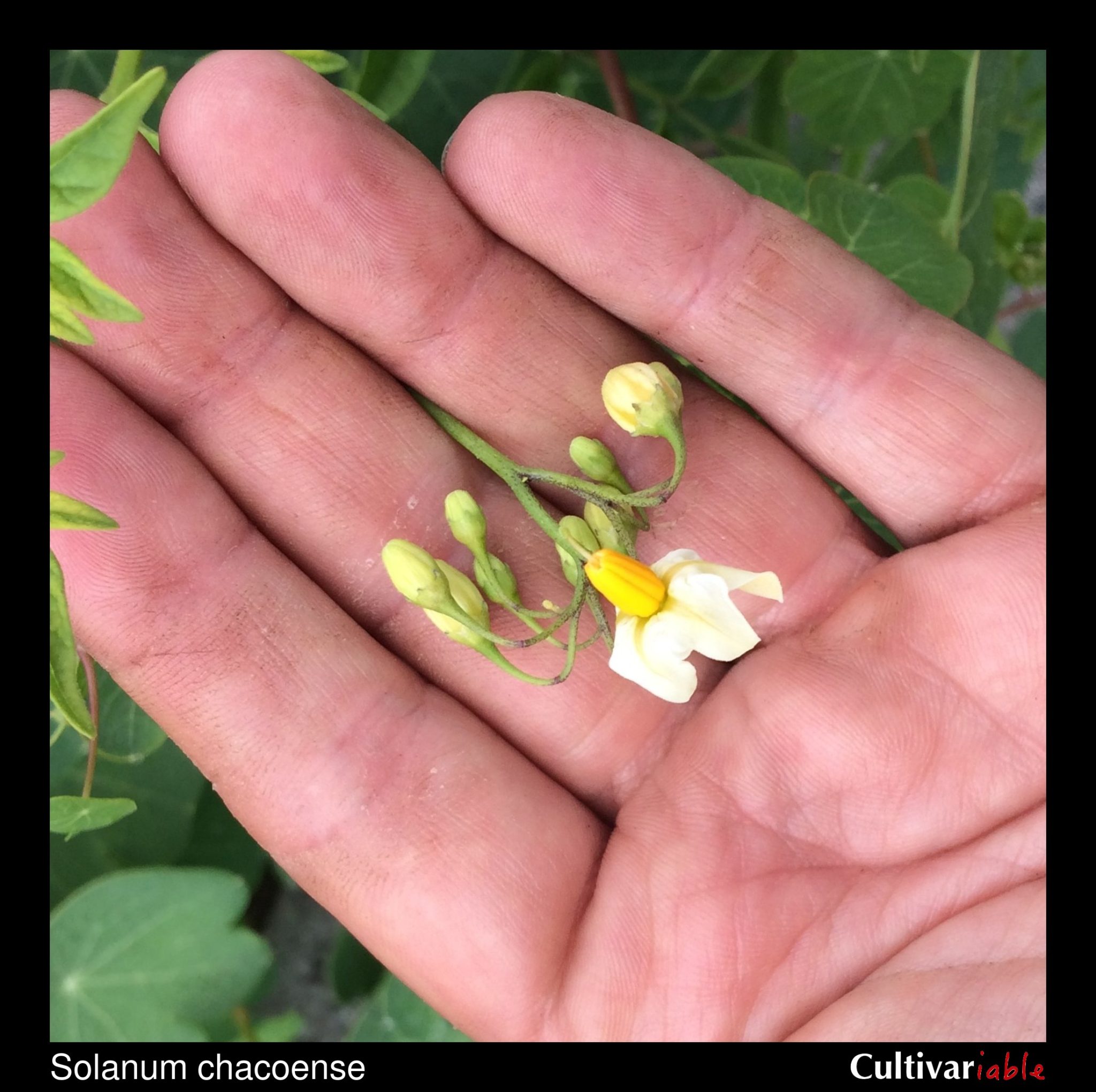 Solanum chacoense – Cultivariable