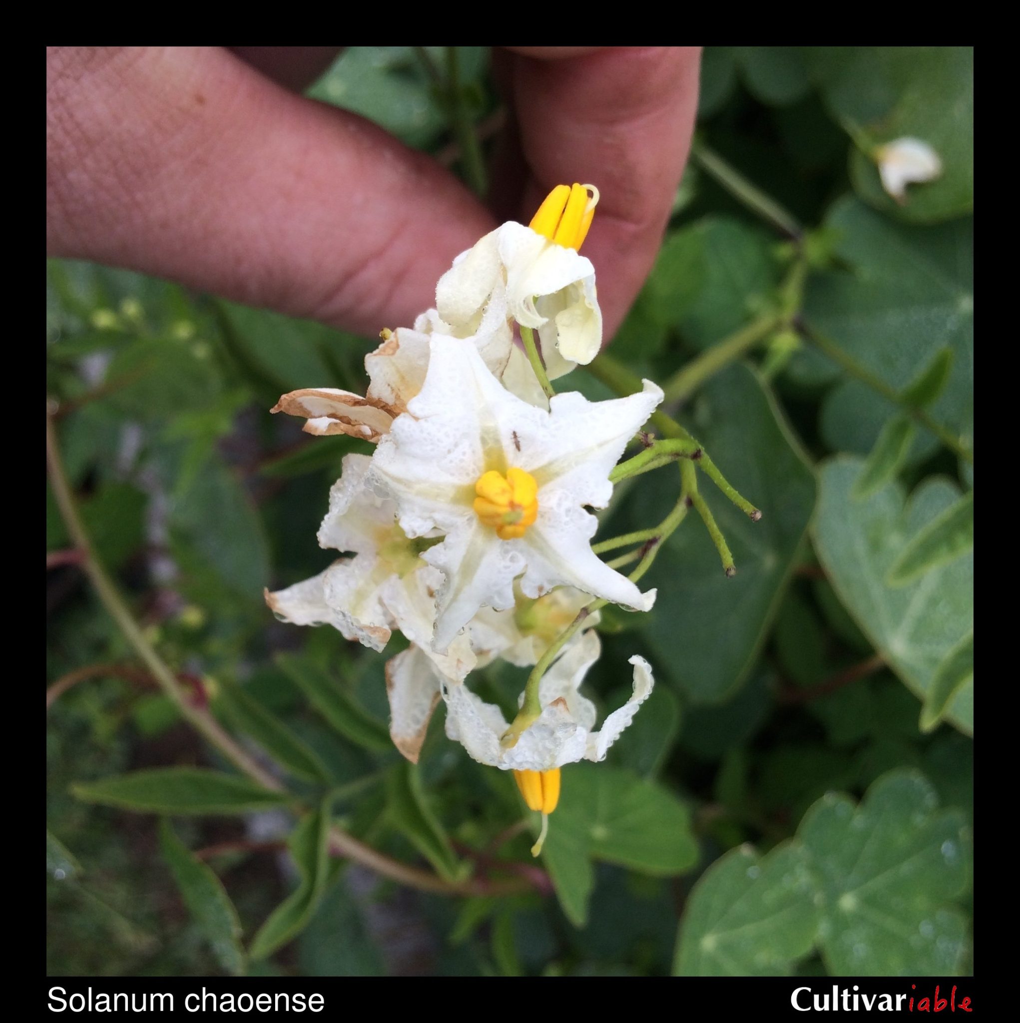 Solanum chacoense – Cultivariable