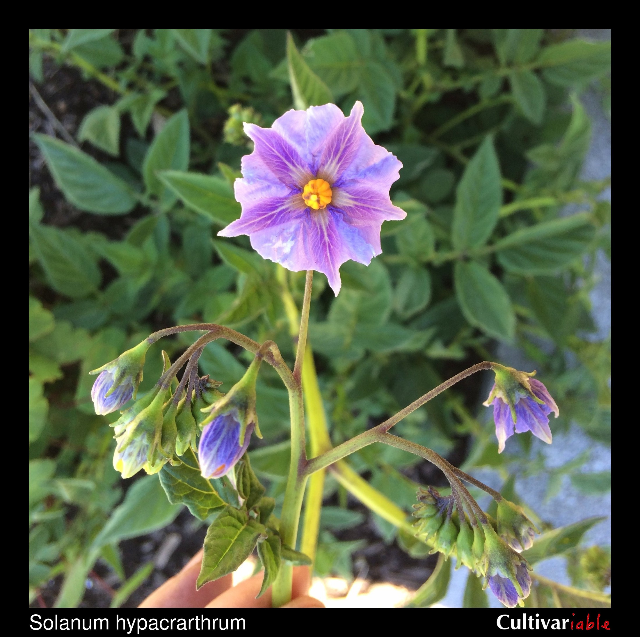 Solanum hypacrarthrum - How to Grow Wild Potatoes - Cultivariable