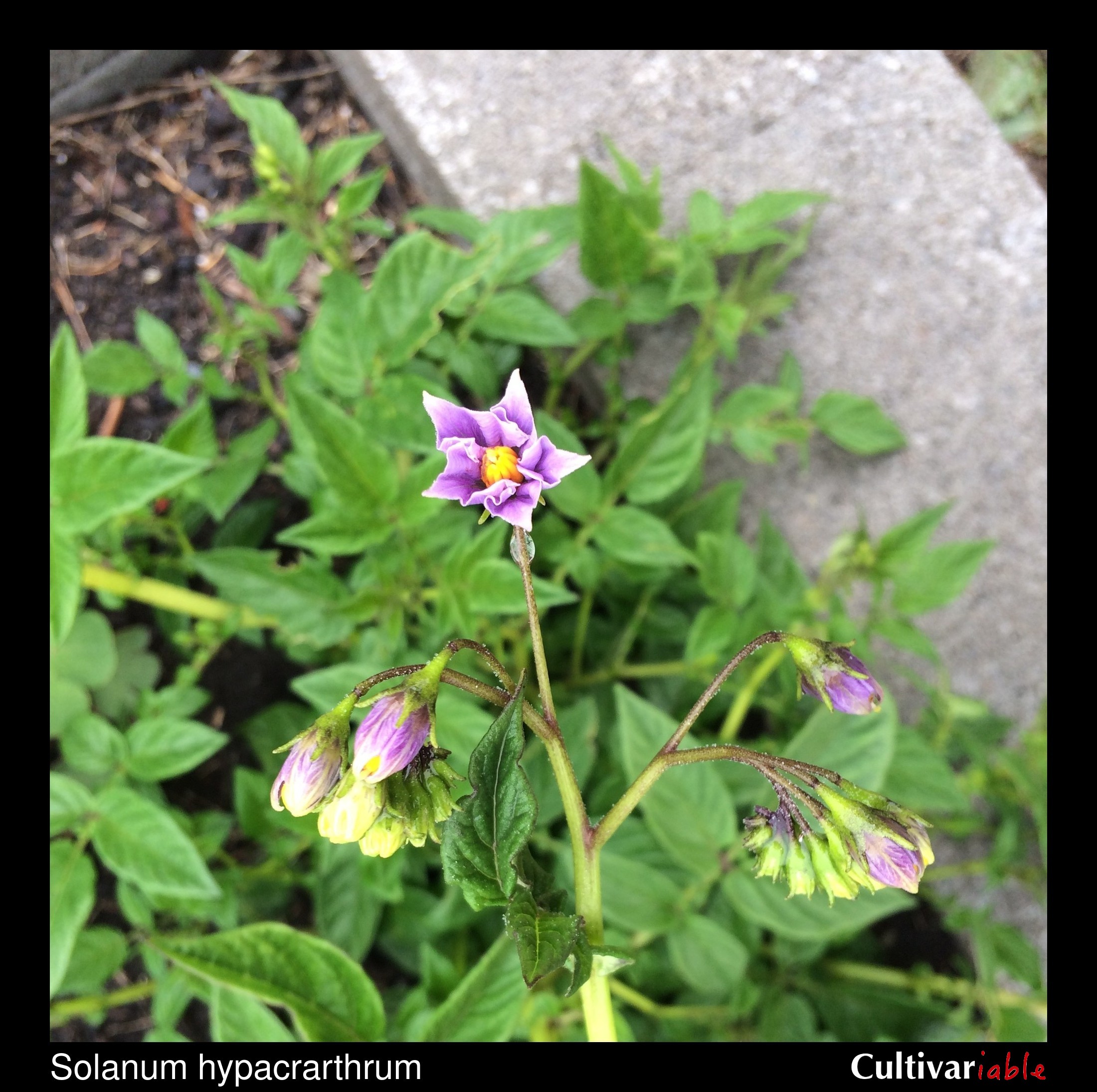 Solanum hypacrarthrum - How to Grow Wild Potatoes - Cultivariable